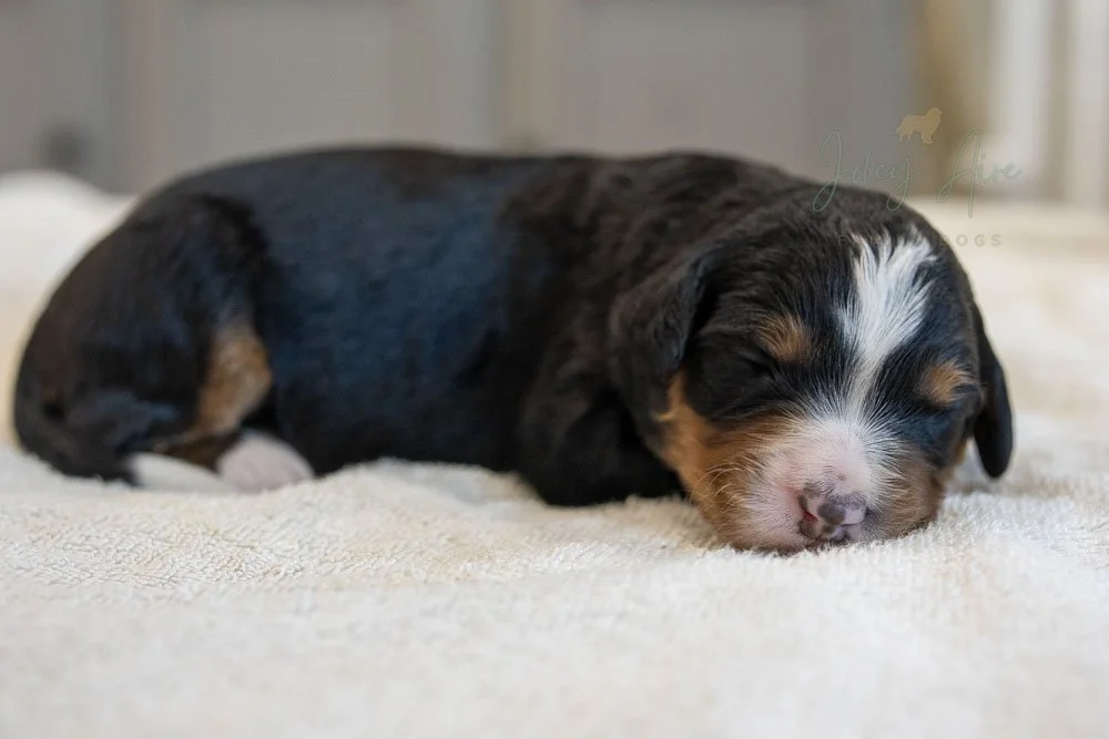 Joey - Striking Tri-Color Bernedoodle Puppy — Joley Aire