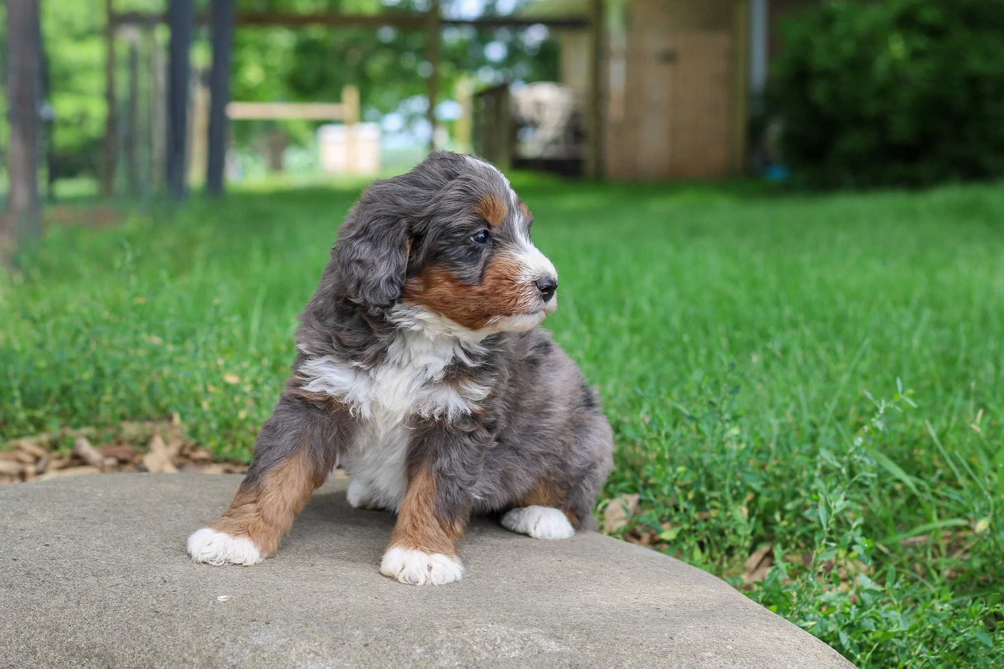 Rosemary - Tri-Color Merle Female Bernedoodle | Premium Breeding ...