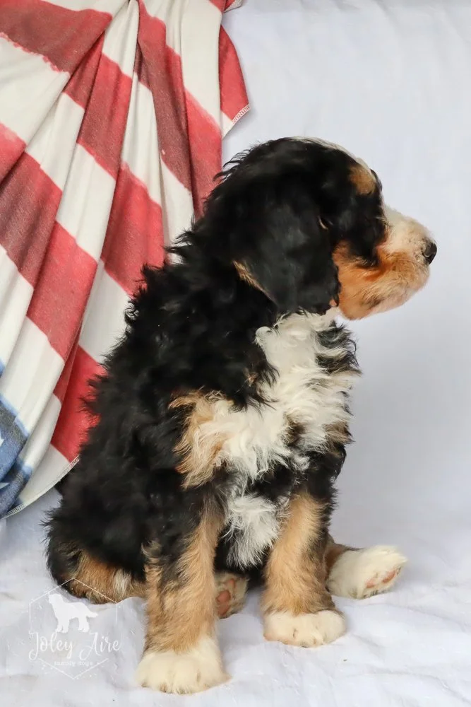 Tri-Color Bernedoodle puppy for sale — Joley Aire