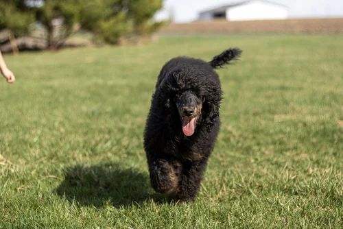 Pixie Phantom Standard Poodle — Joley Aire