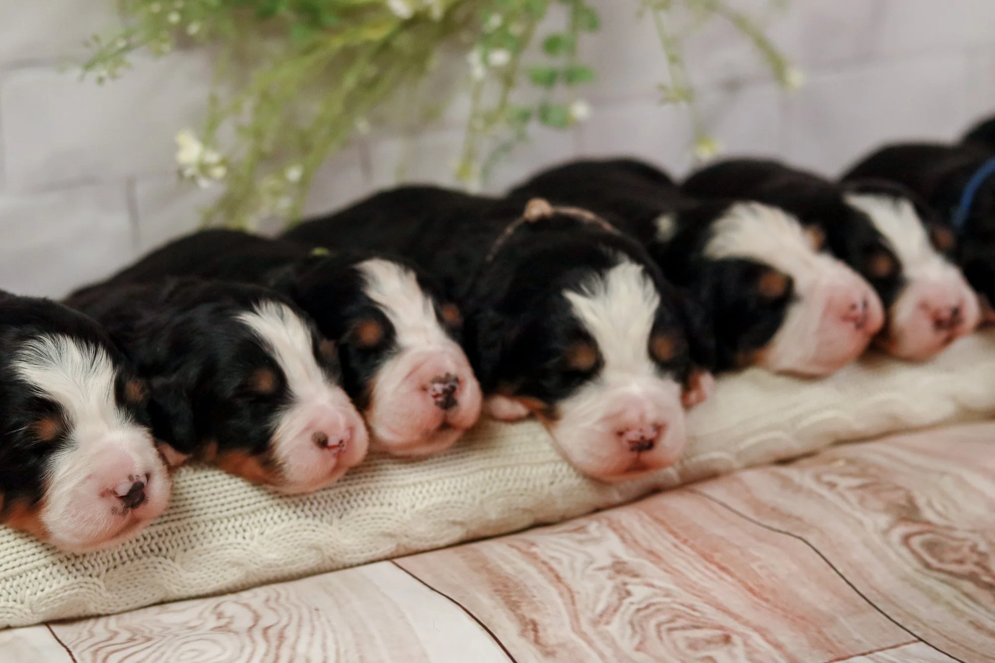 Current Litters | Reserve Your Puppy — Joley Aire