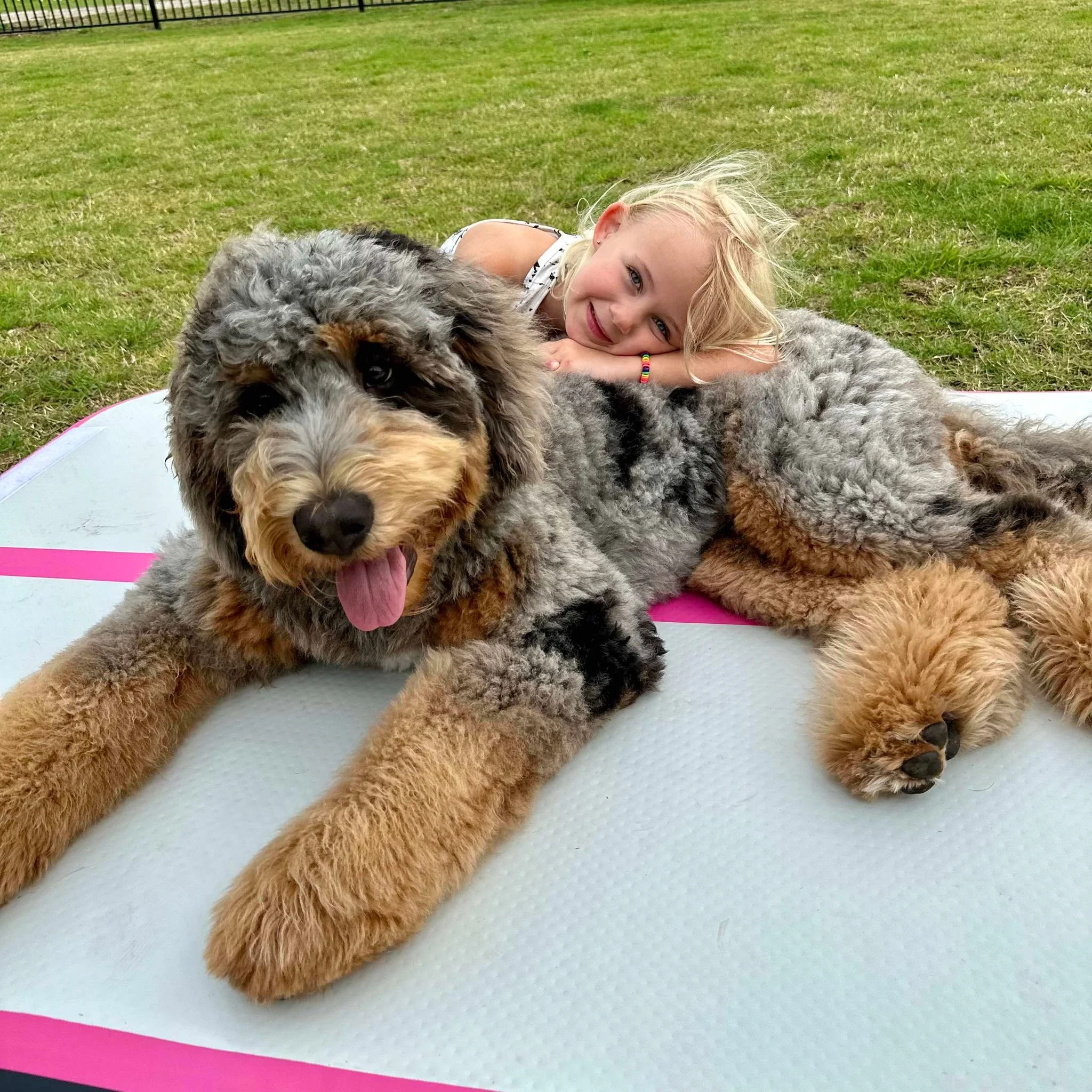 Understanding the Merle Bernedoodle Coloring — Joley Aire