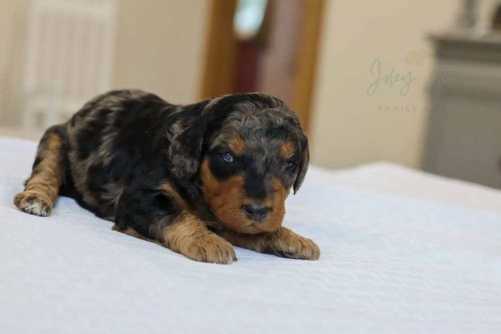 Stunning Phantom Merle Bernedoodle puppy — Joley Aire