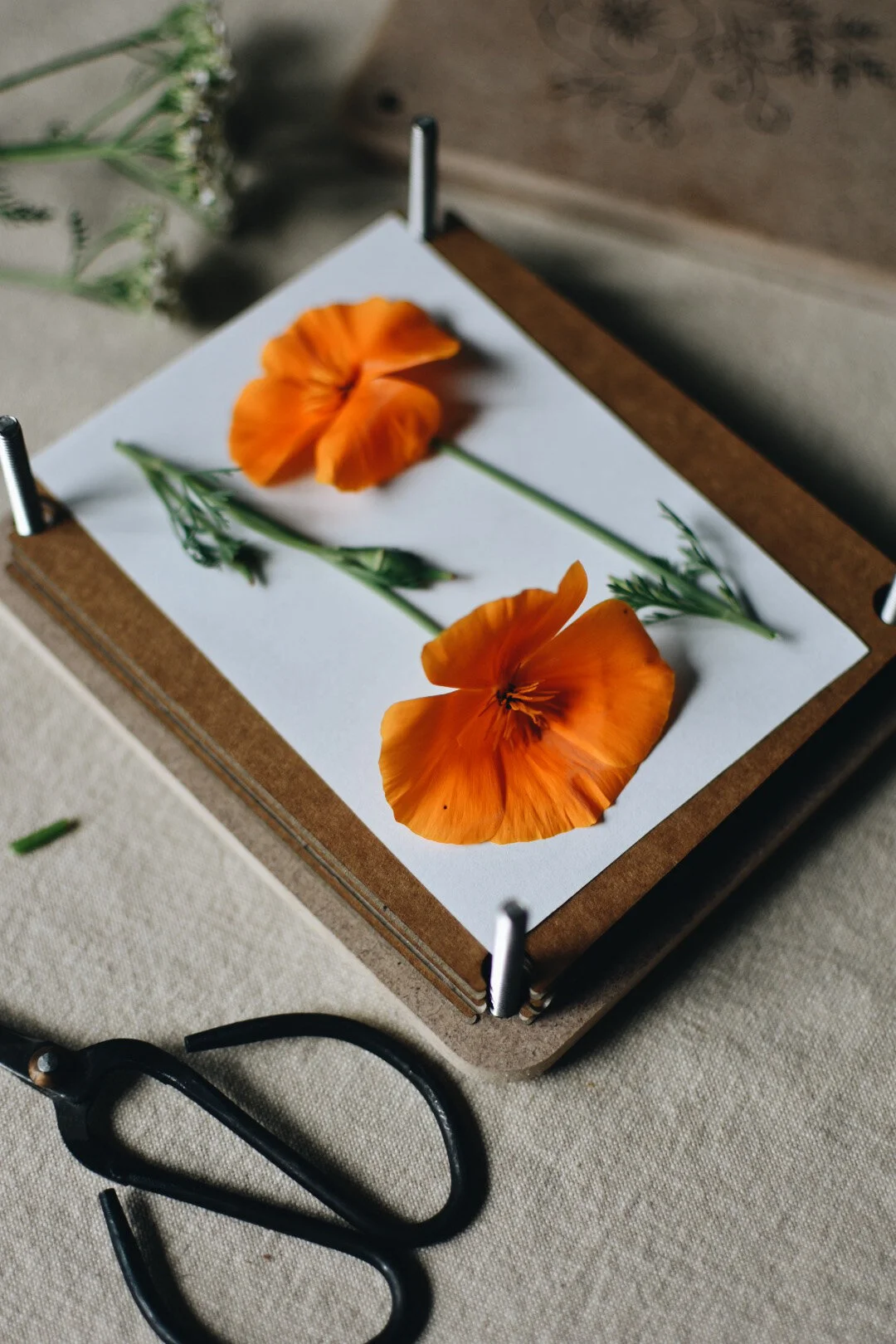 Our Herbarium | Homeschool — Alyson Morgan