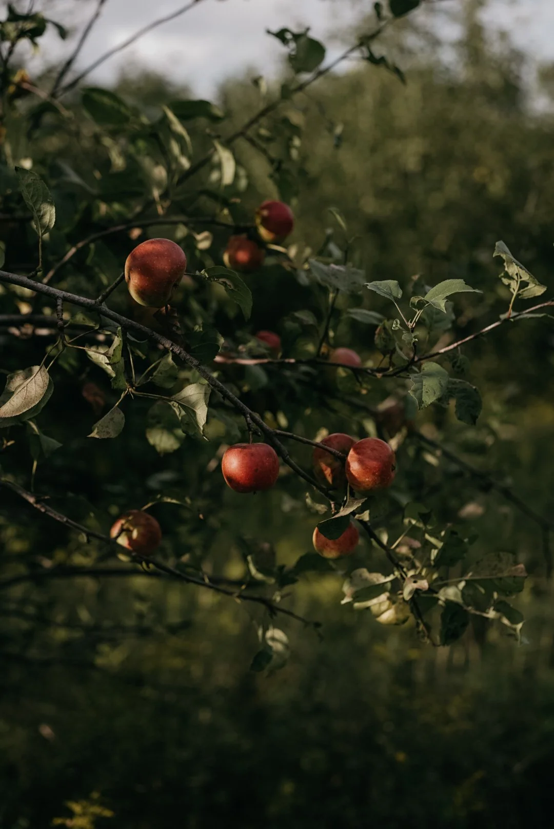 sweet cider apple butter — Alyson Morgan