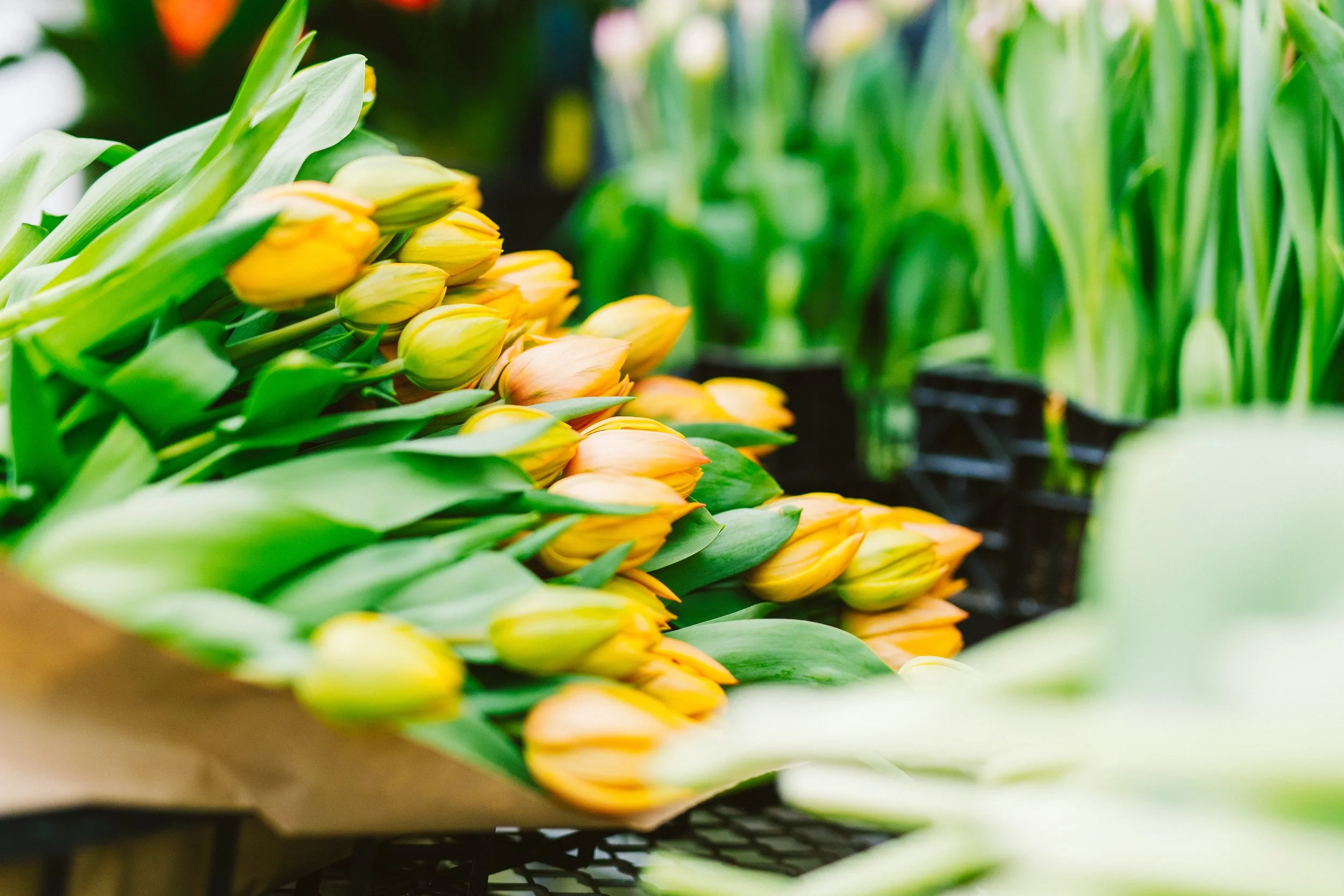 The Course — The Tulip Workshop