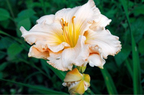 lilies & Daylilies- What’s the difference? — The Tulip Workshop