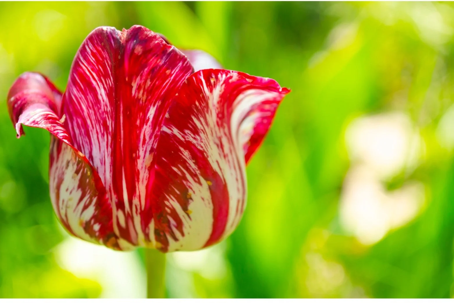 tulip Breaking virus: a brief overview — The Tulip Workshop
