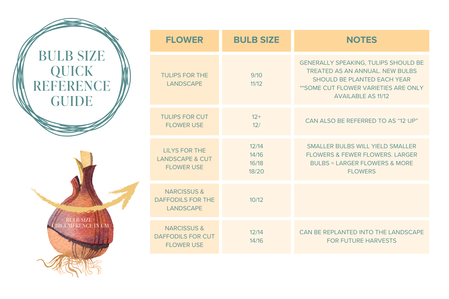 Brief run-down on Bulb size — The Tulip Workshop