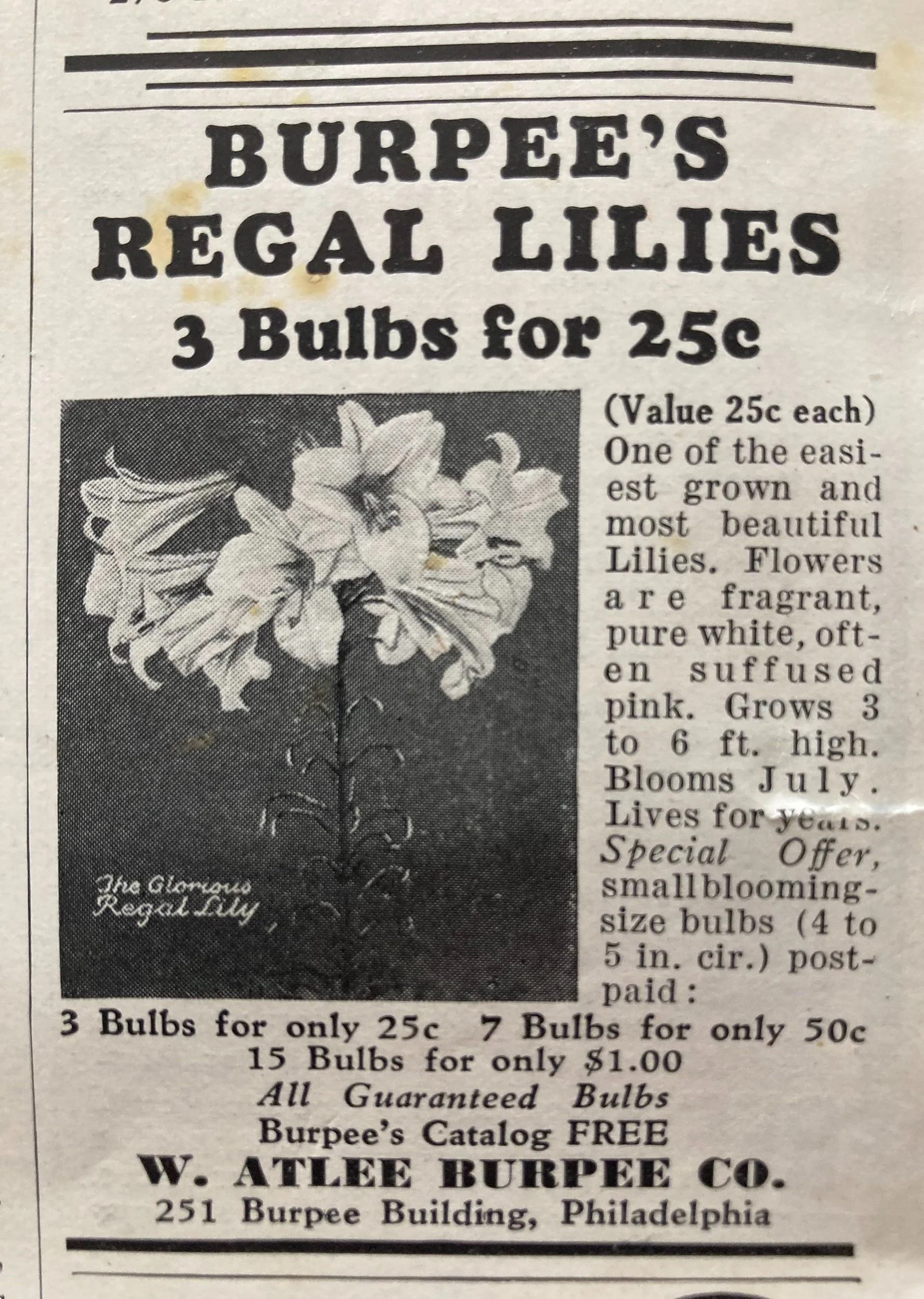 Petals of the Past: Rediscovering 1930s Lily Ads — The Tulip Workshop