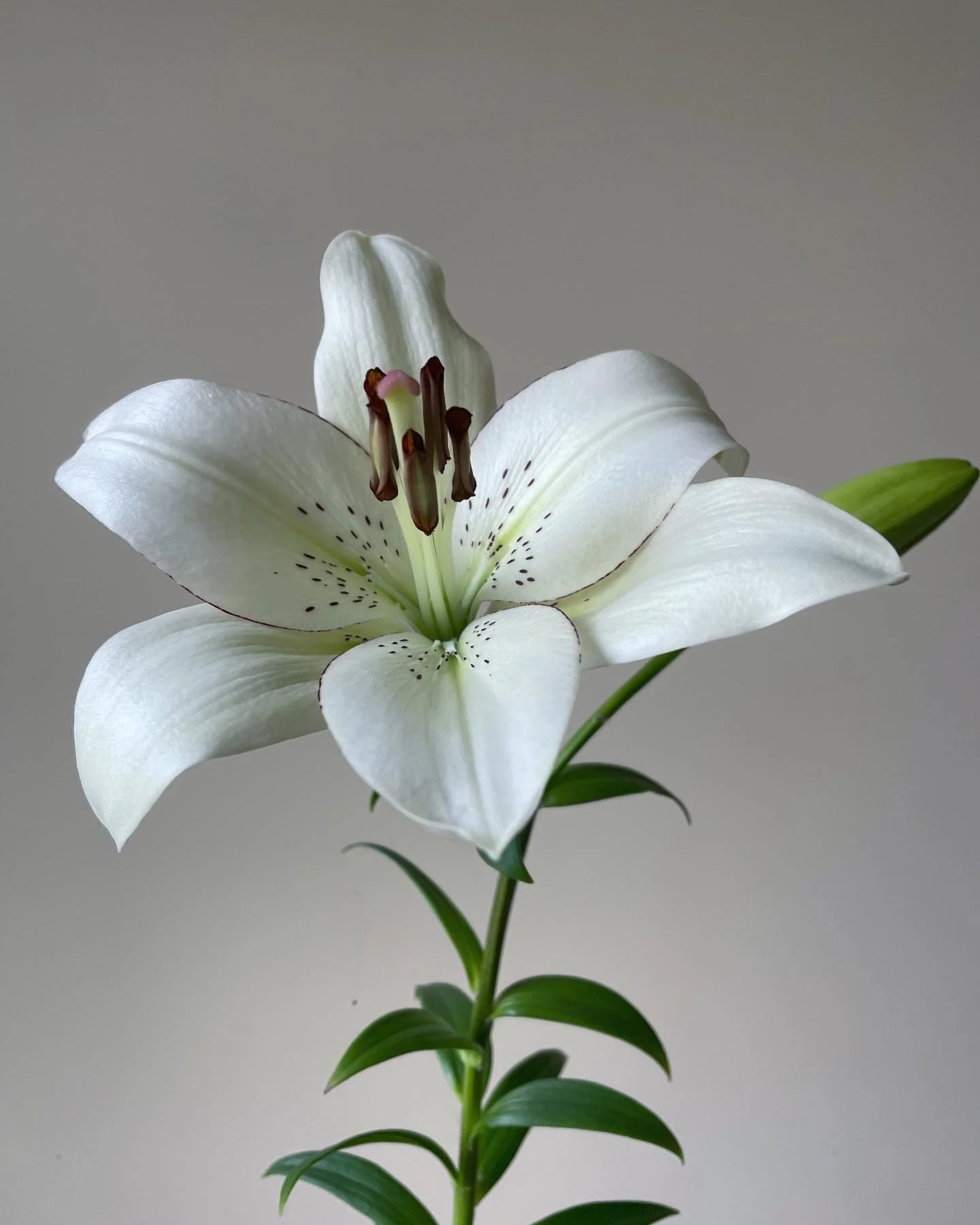 What types of lilies have a strong fragrance ? — The Tulip Workshop
