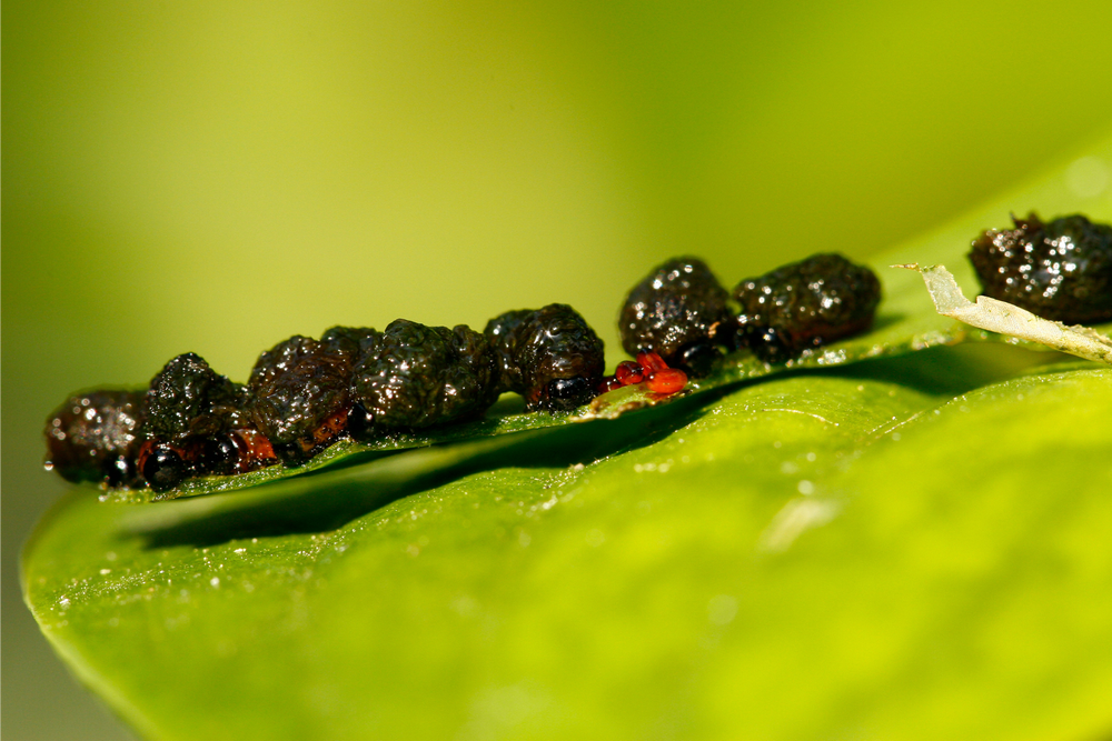 The scarlet lily beetle — The Tulip Workshop
