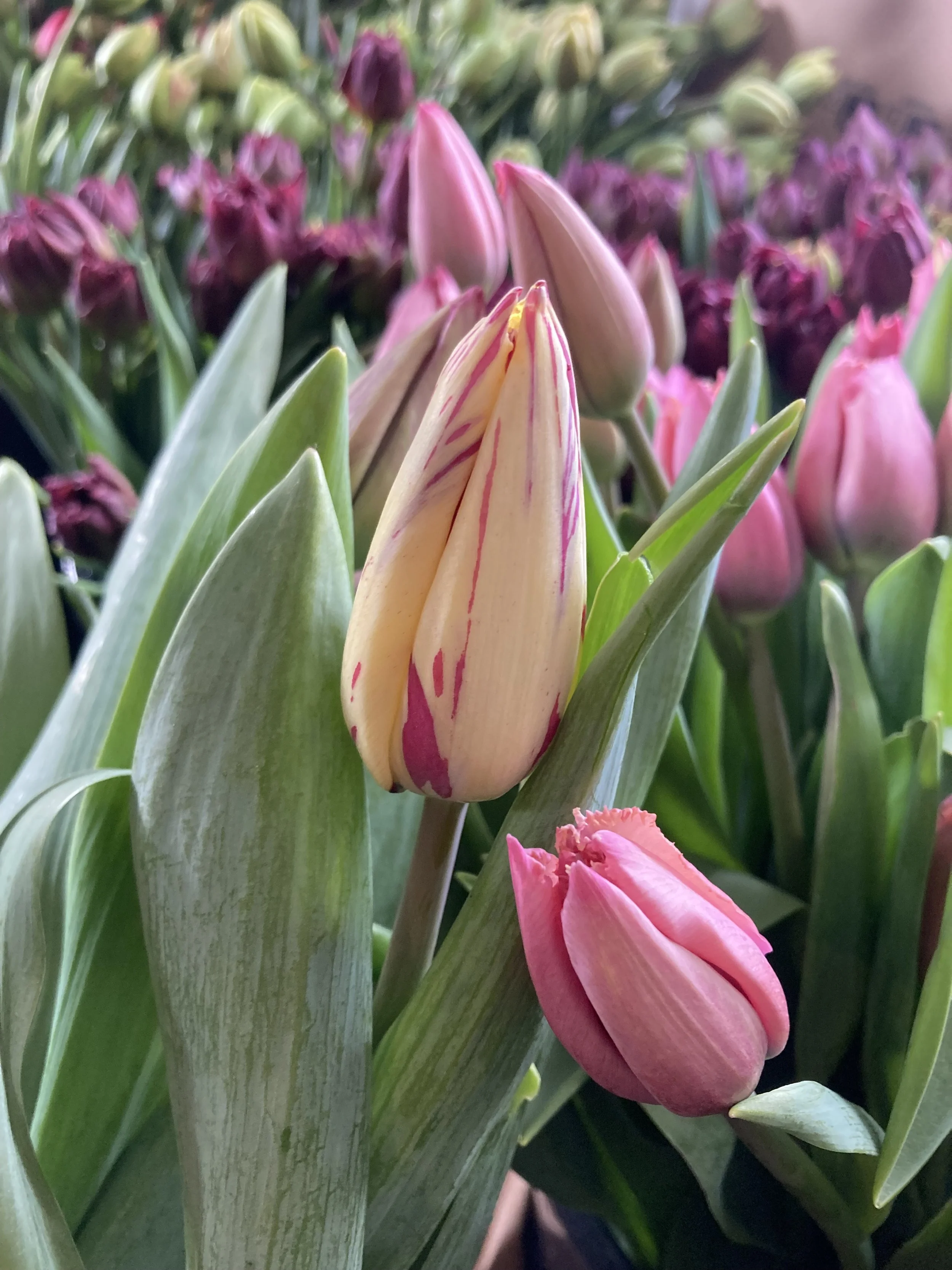 tulip Breaking virus: a brief overview — The Tulip Workshop