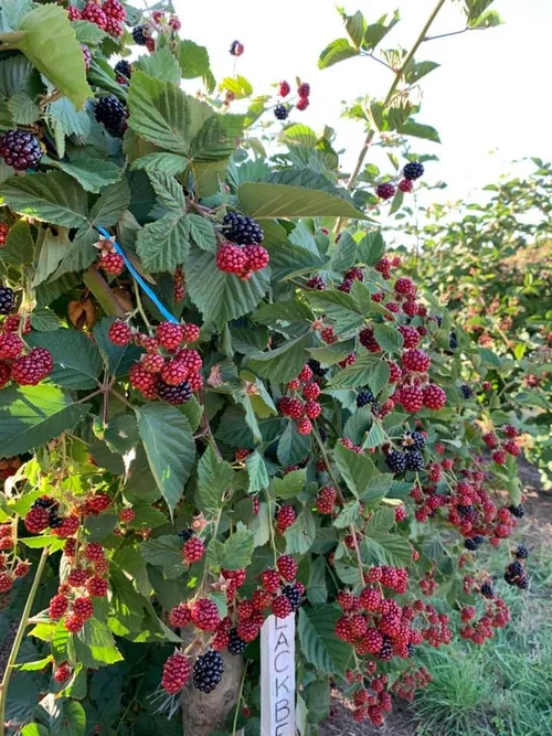 Longford Berries Tasmania