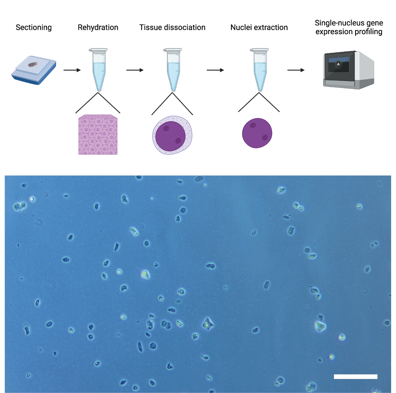 The Breast Cancer Atlas Consortium — Swarbrick Lab