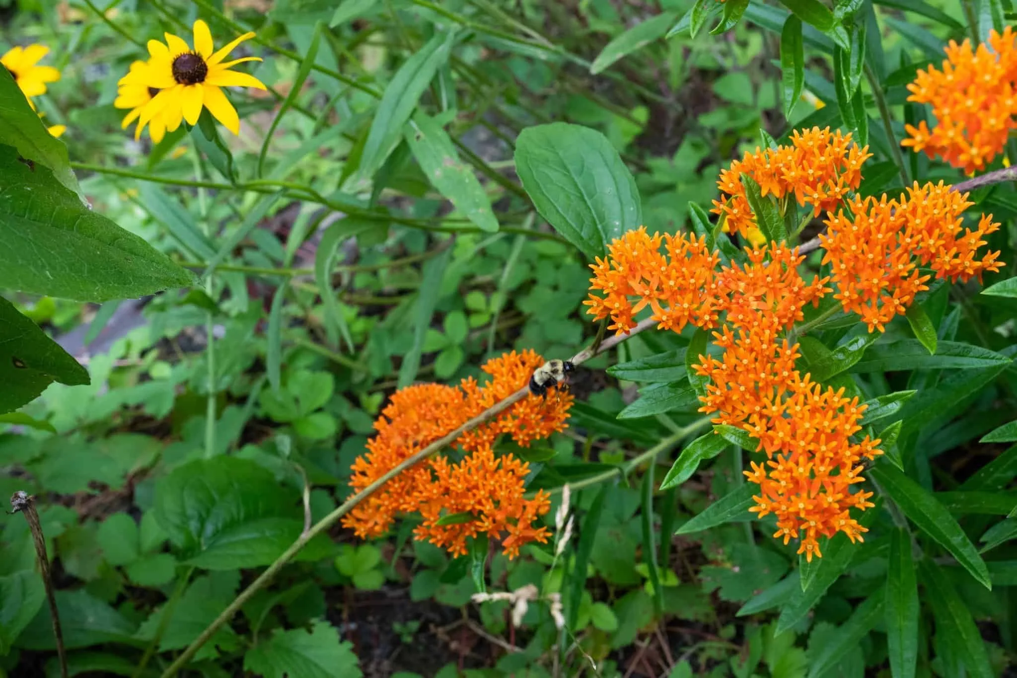 A Fruit Tree Guild for Your Ottawa-Gatineau Urban Garden | Elle Odyn