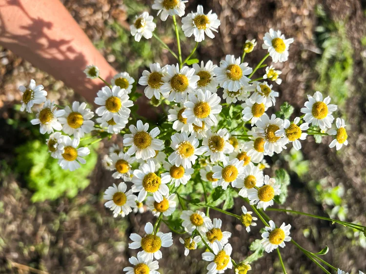 Feverfew: The Tiny Flower That Changed Everything — Wild Faith Acres