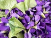 Violet Benefits and Uses: A Gentle Herb for Skin and Lymph Support ...