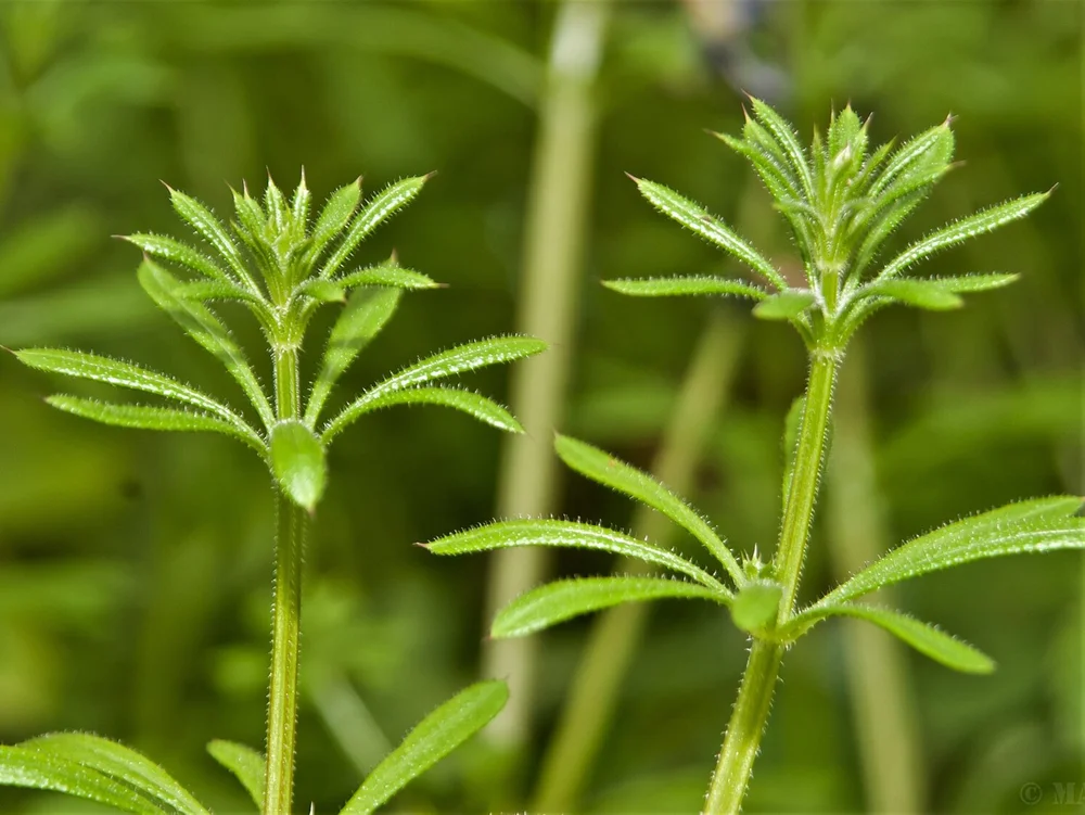 What to Forage in Early Spring (10 Wild Herbs & How to Use Them) — Wild ...