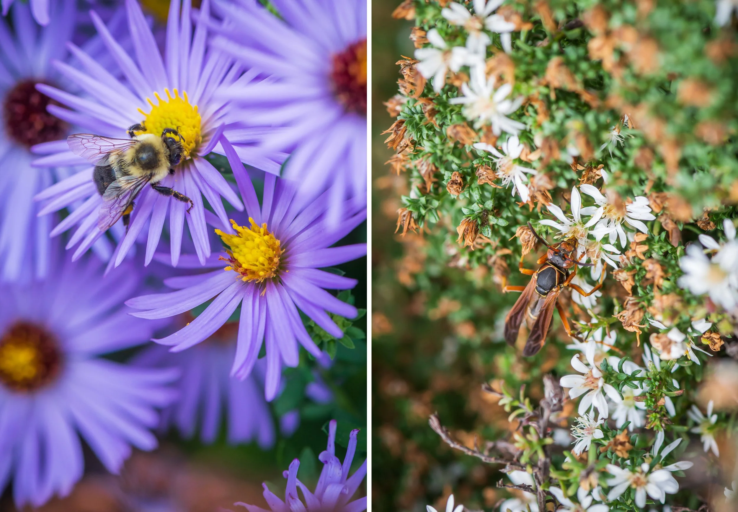 Pollinators and Bird Garden at Penn State — Didier Design Studio ...