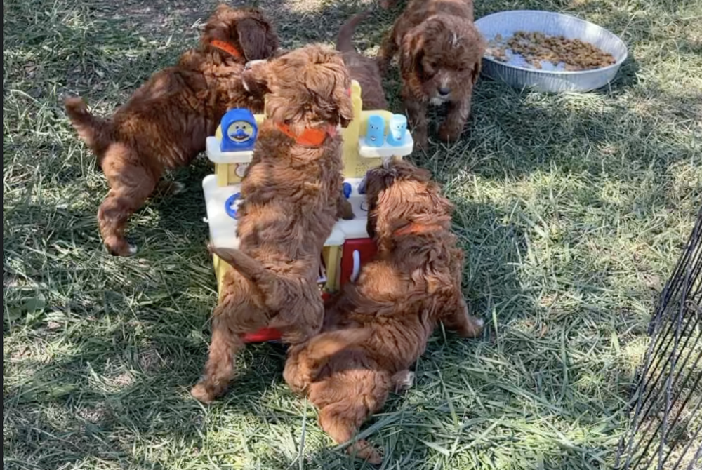 Classes — Puppy Perfectionist