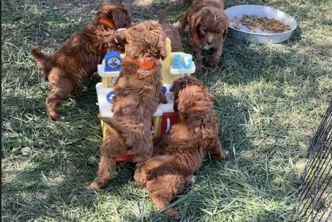 Classes — Puppy Perfectionist