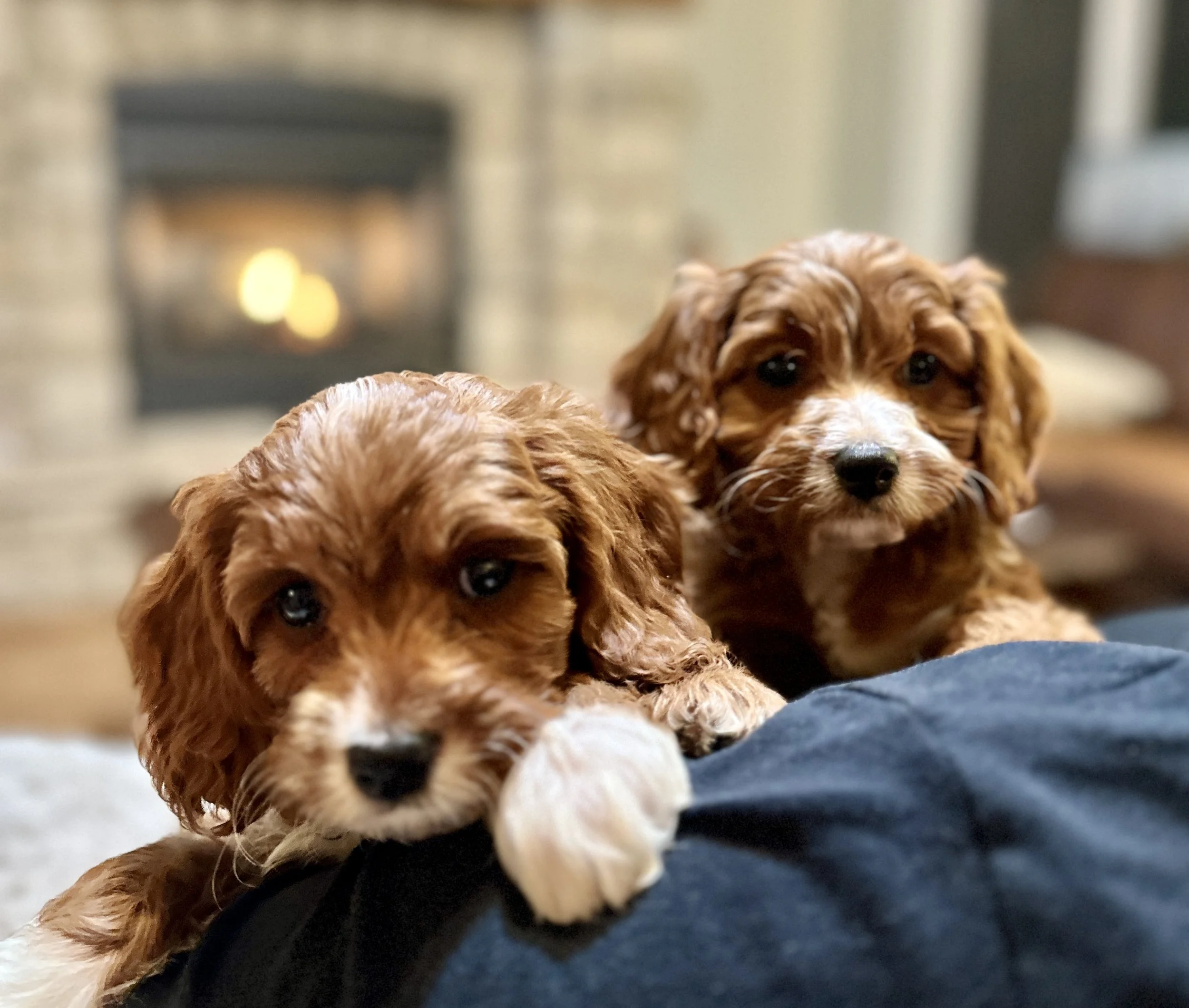 About — Puppy Perfectionist