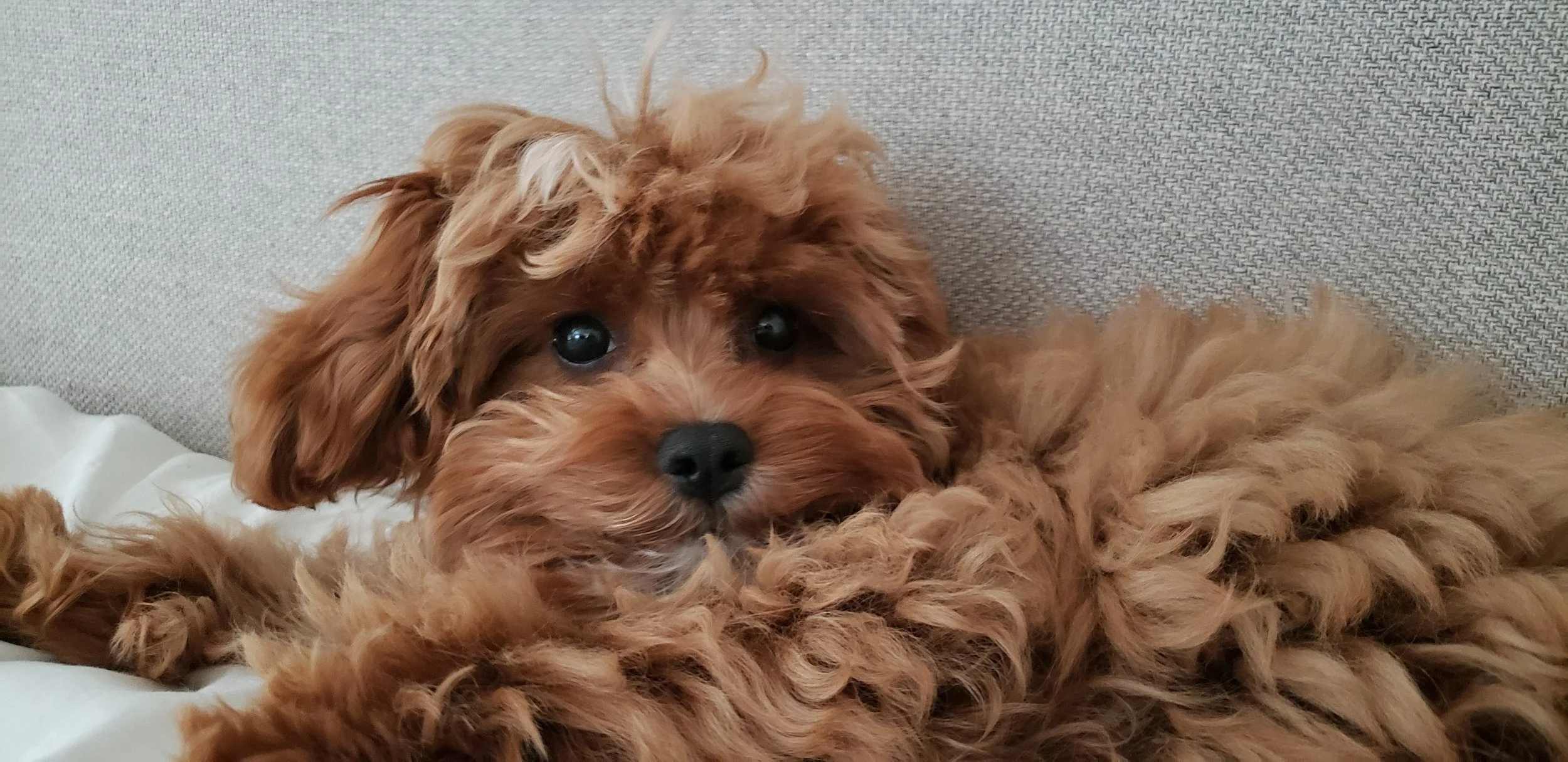 Puppy Perfectionist