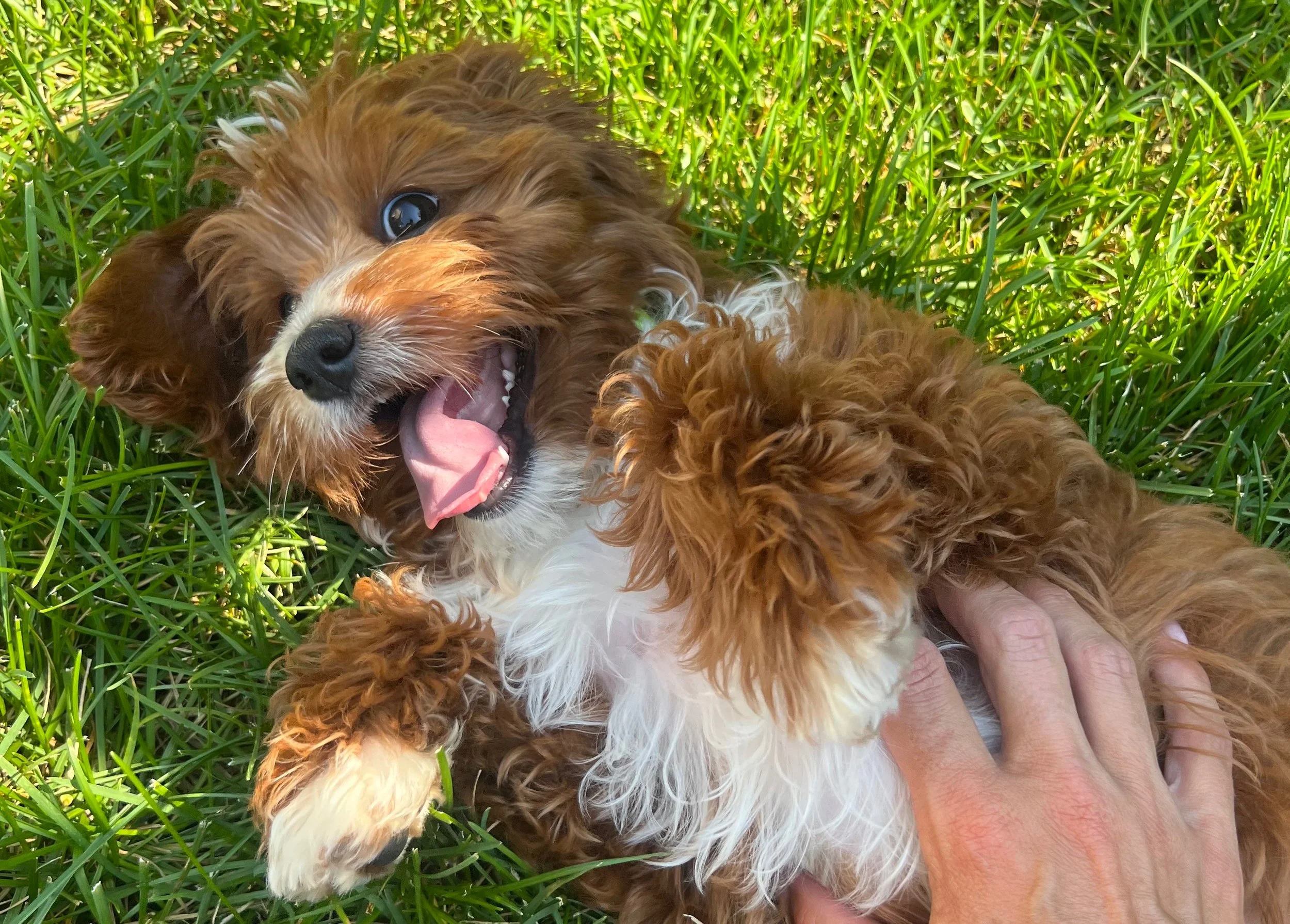 Puppy Perfectionist