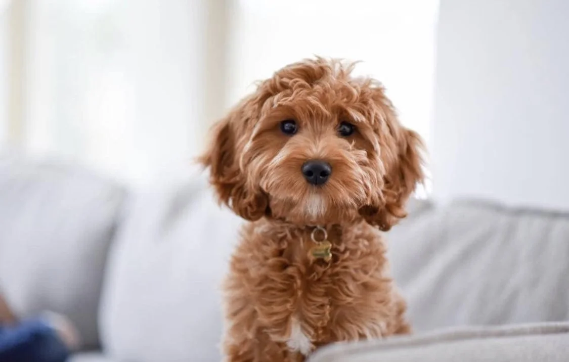 Perfectionist Pick — Puppy Perfectionist