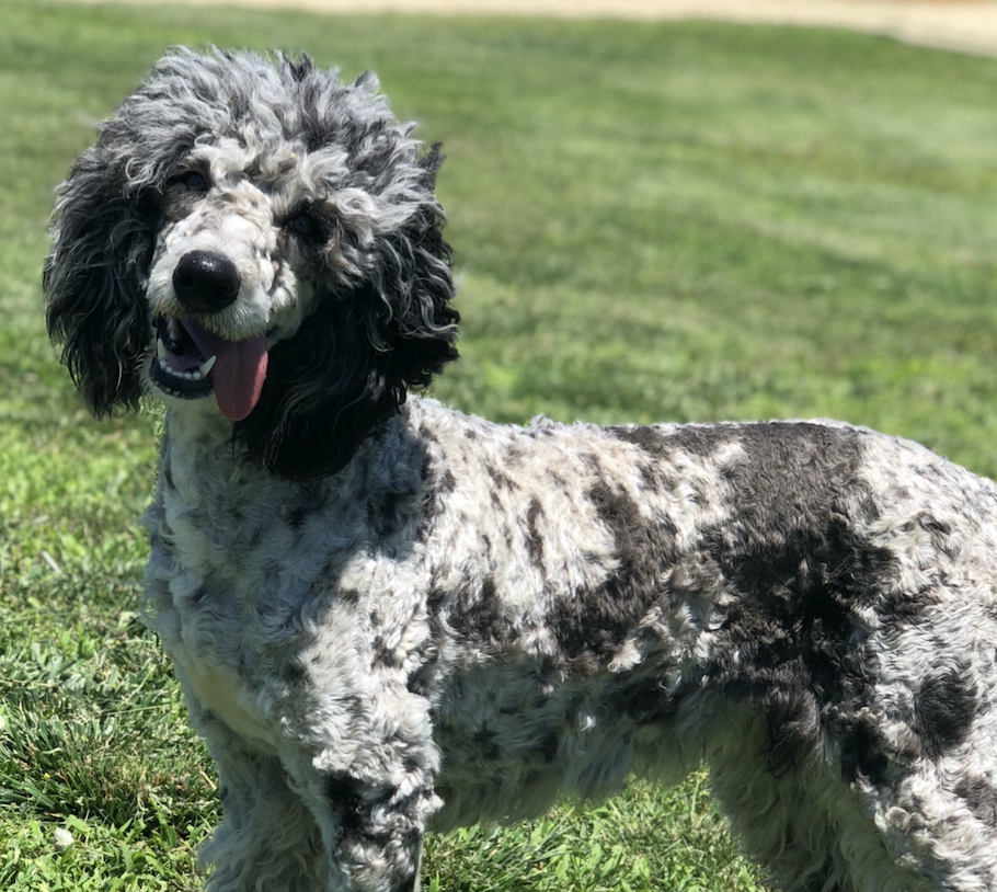 Classes — Puppy Perfectionist