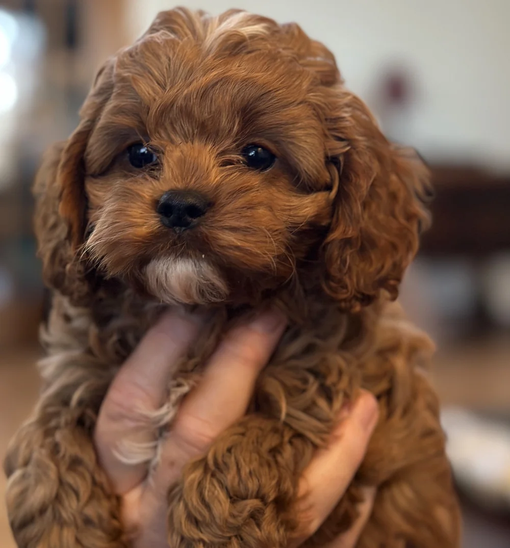 Perfectionist Pick — Puppy Perfectionist