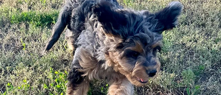 Our Instructors — Puppy Perfectionist