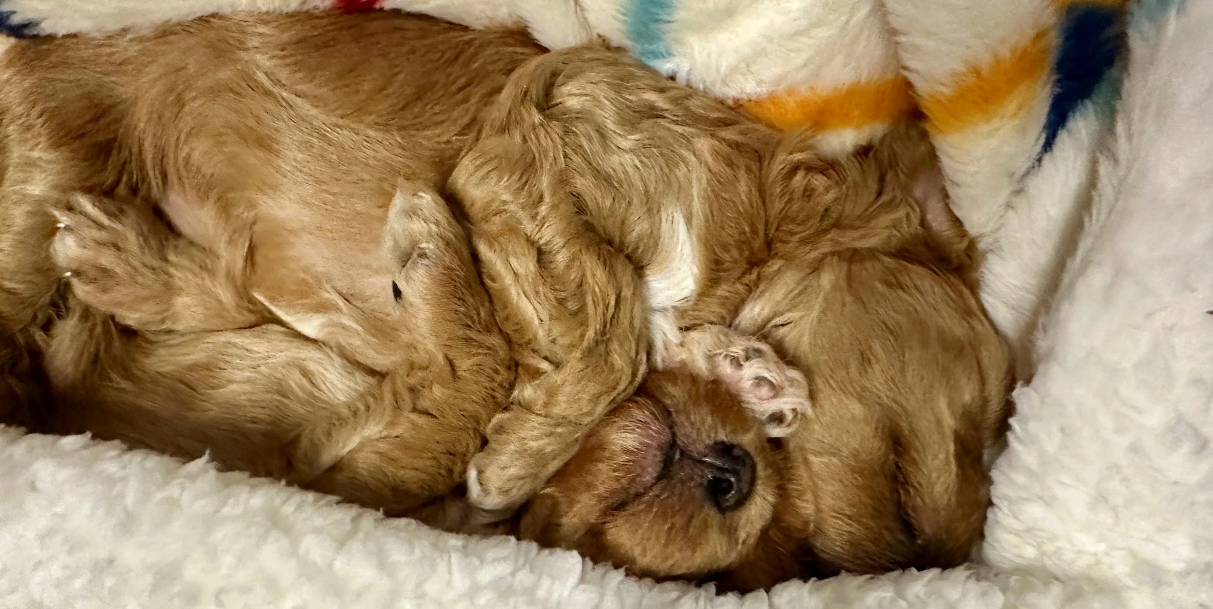 Location — Puppy Perfectionist