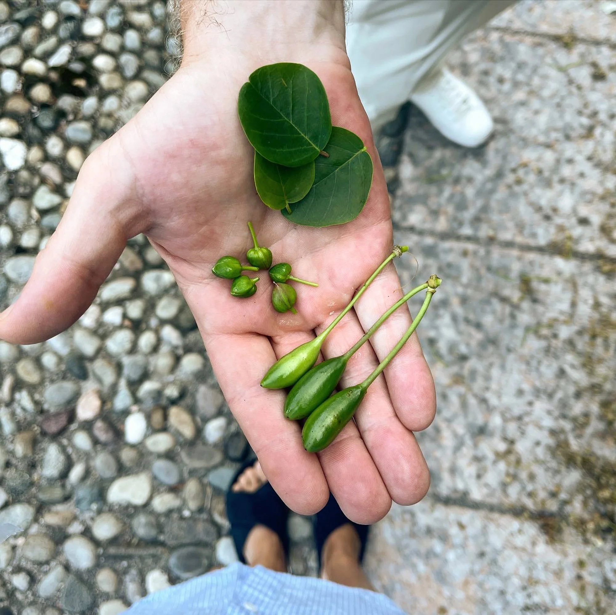 Pickled Capers — photisserie