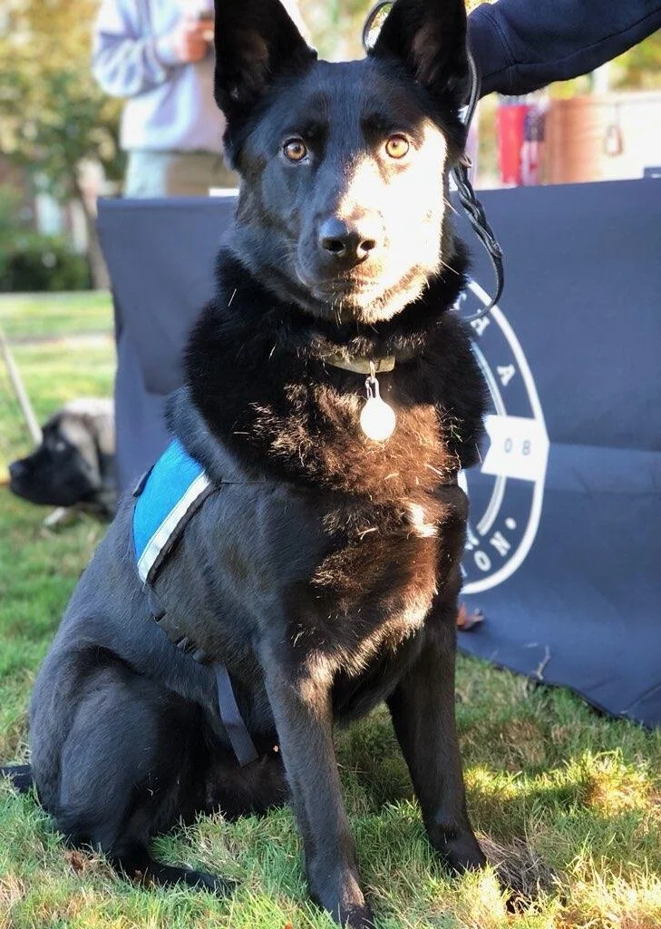 Public Reporting — Mutts With A Mission