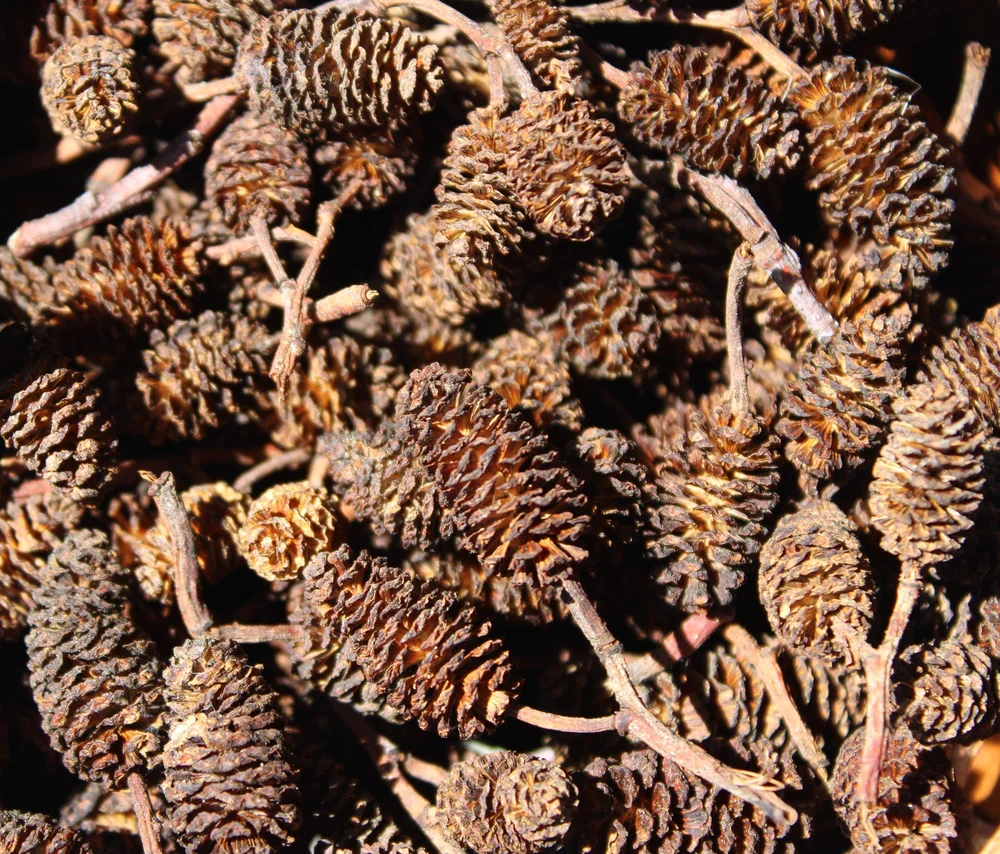Dried Tansy Tops for Natural Dye and Botanical Ink — WESTWOOD COLOR