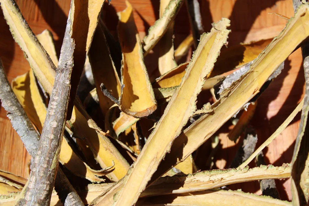Dried Tansy Tops for Natural Dye and Botanical Ink — WESTWOOD COLOR