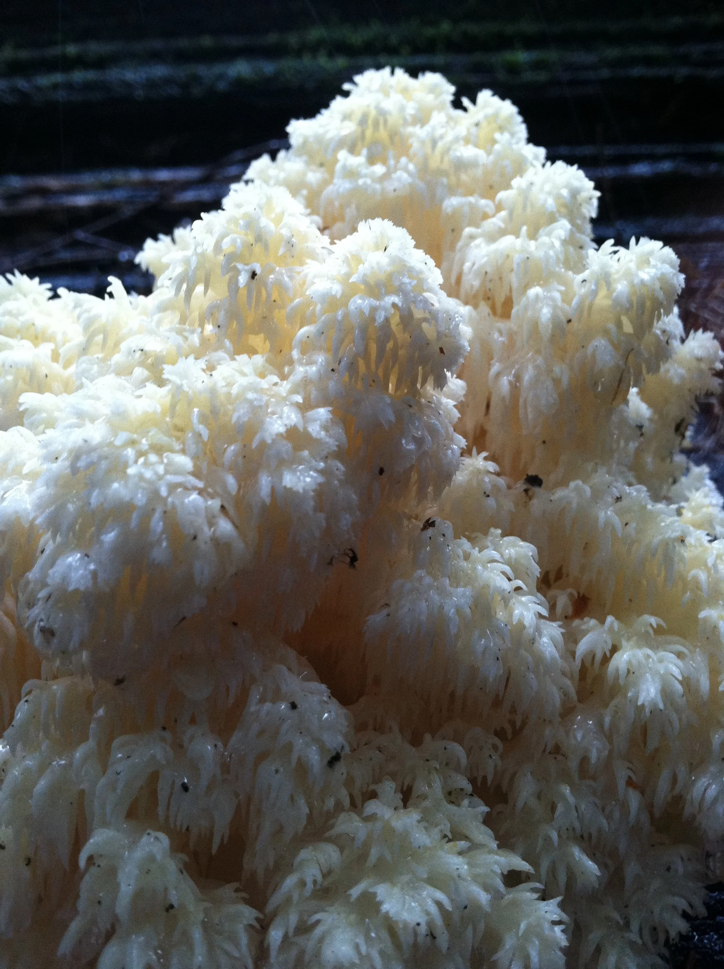 Freshly Harvested Wild Porcini from the Cascade Mountains — WESTWOOD COLOR