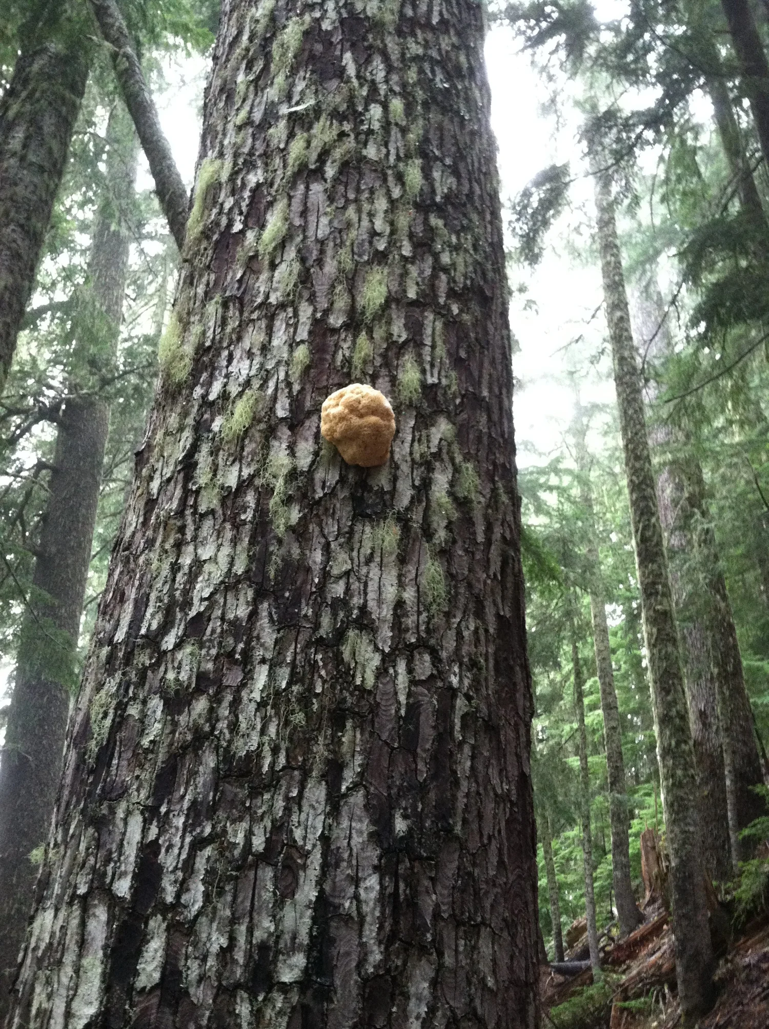 Freshly Harvested Wild Porcini from the Cascade Mountains — WESTWOOD COLOR