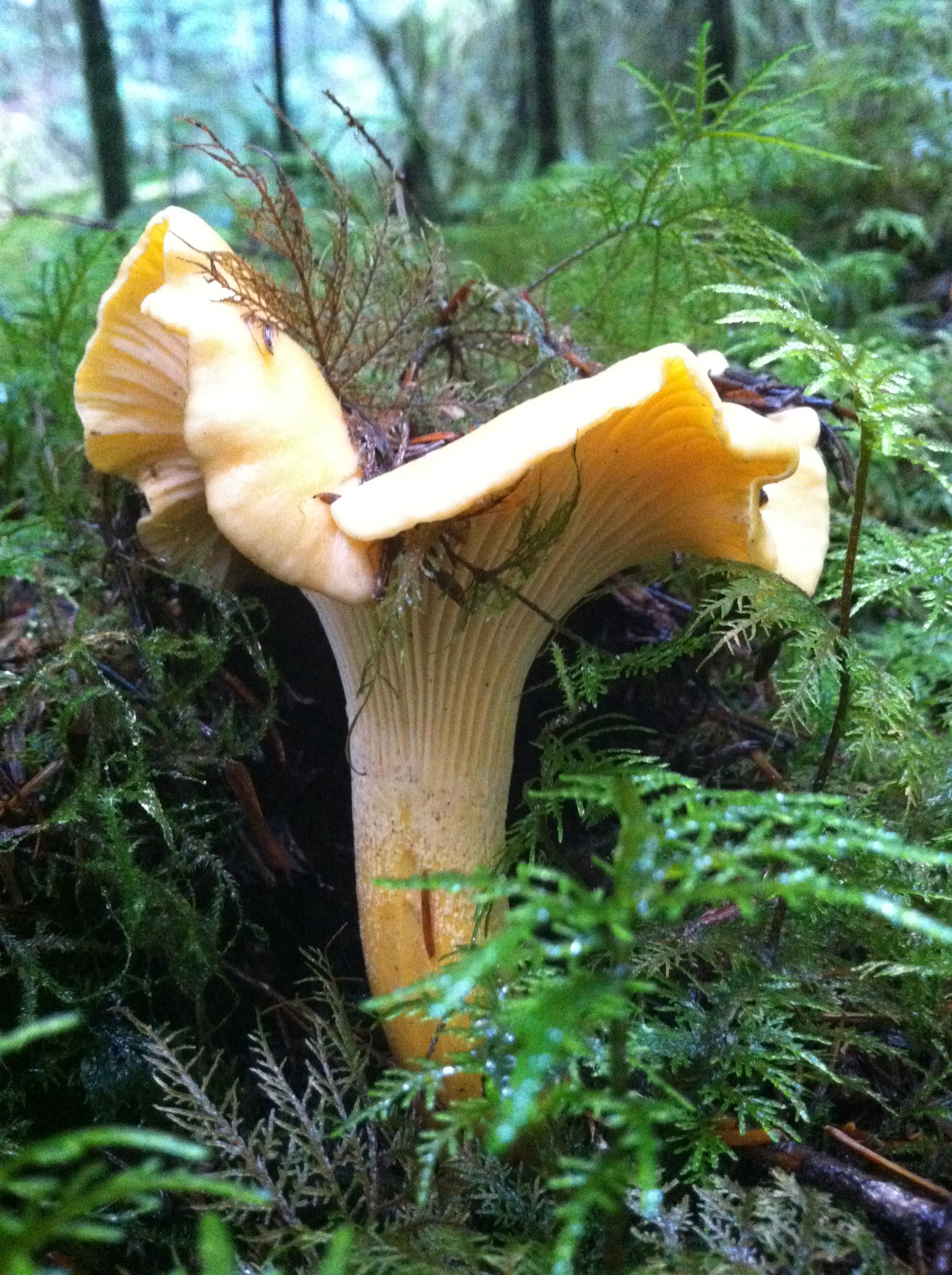 Freshly Harvested Wild Porcini from the Cascade Mountains — WESTWOOD COLOR