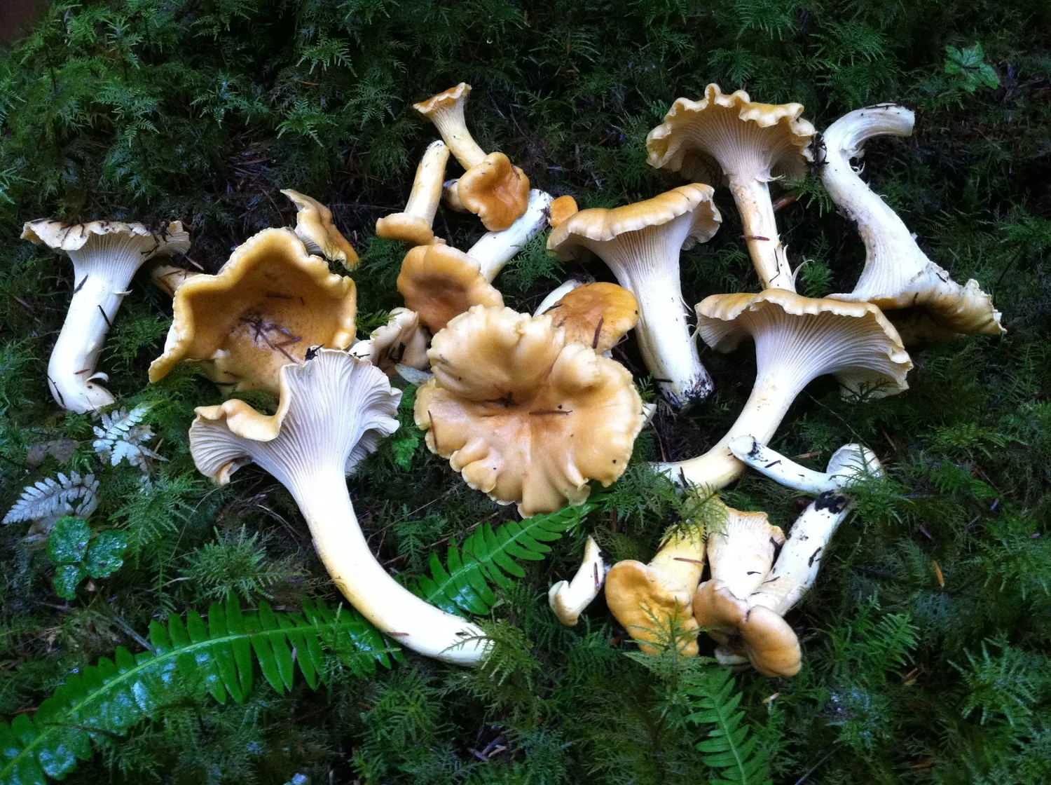 Freshly Harvested Wild Porcini from the Cascade Mountains — WESTWOOD COLOR