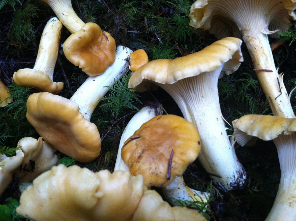 Freshly Harvested Wild Porcini from the Cascade Mountains — WESTWOOD COLOR