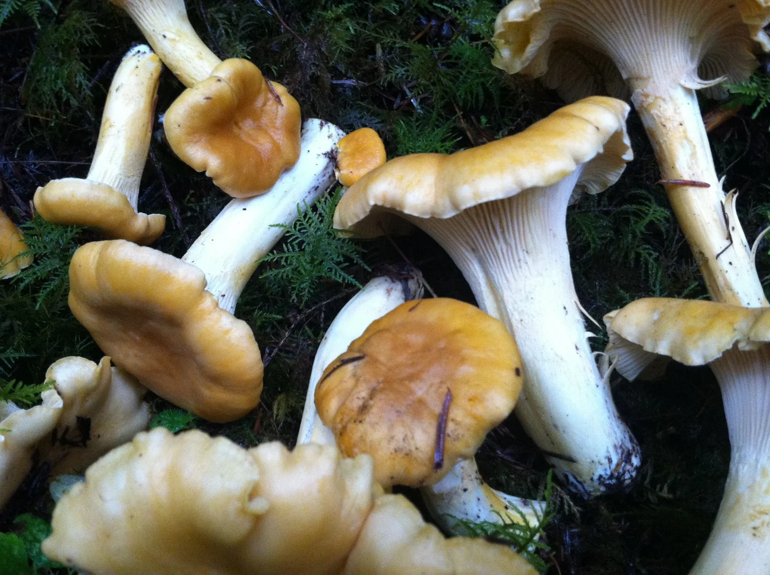 Freshly Harvested Wild Porcini from the Cascade Mountains — WESTWOOD COLOR