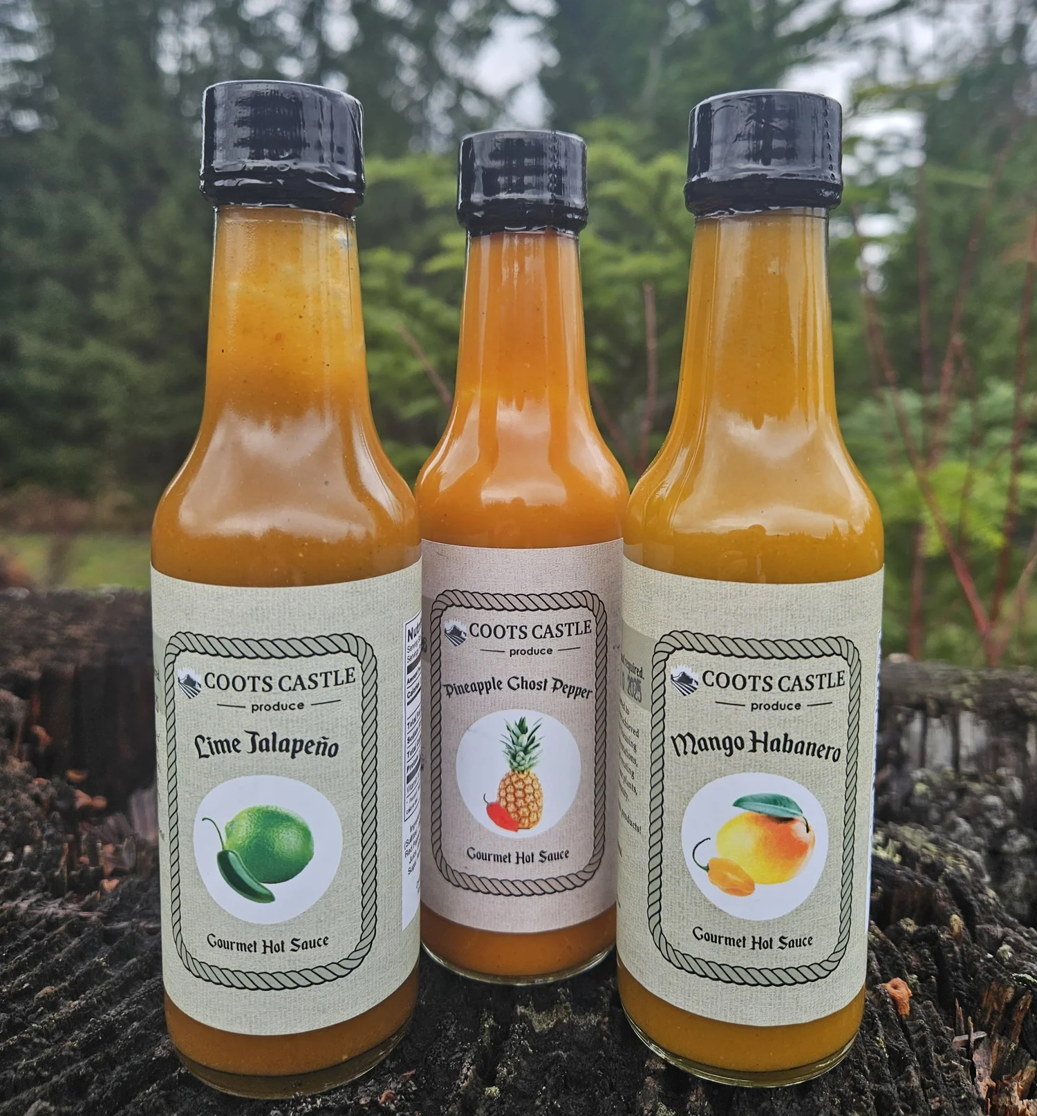 Freshly Harvested Wild Porcini from the Cascade Mountains — WESTWOOD COLOR