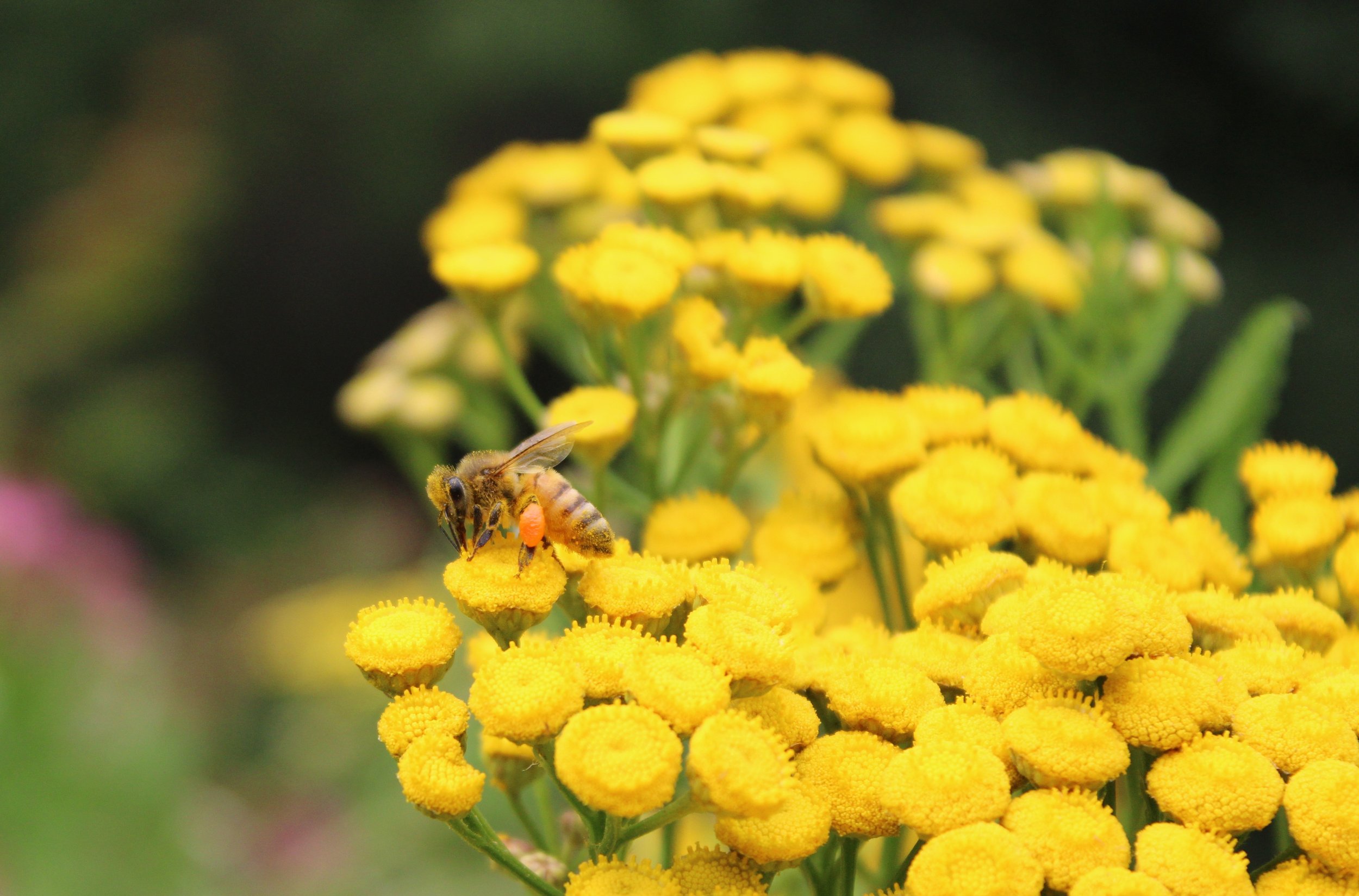Dried Tansy Tops for Natural Dye and Botanical Ink — WESTWOOD COLOR