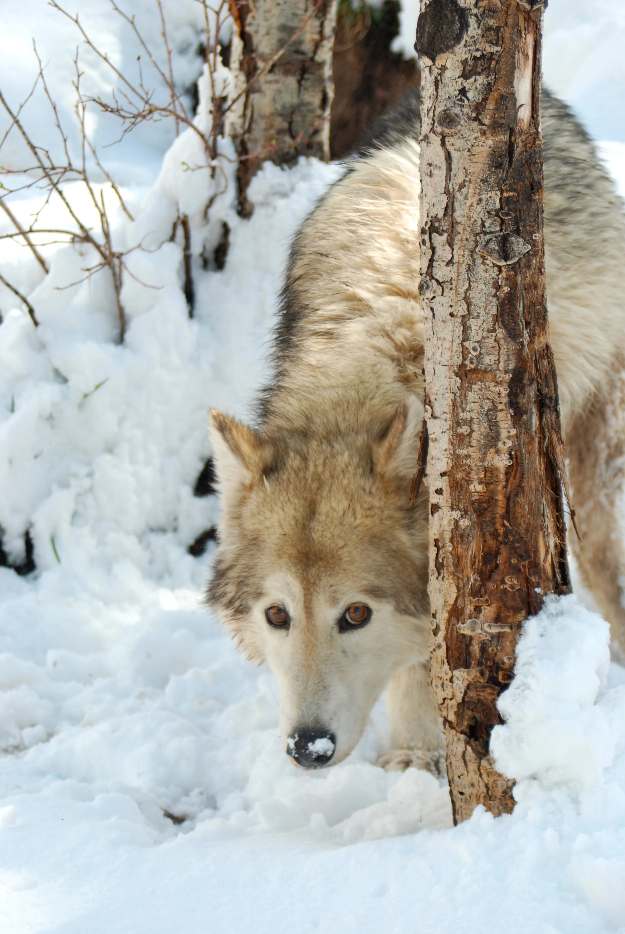 Mission:Wolf