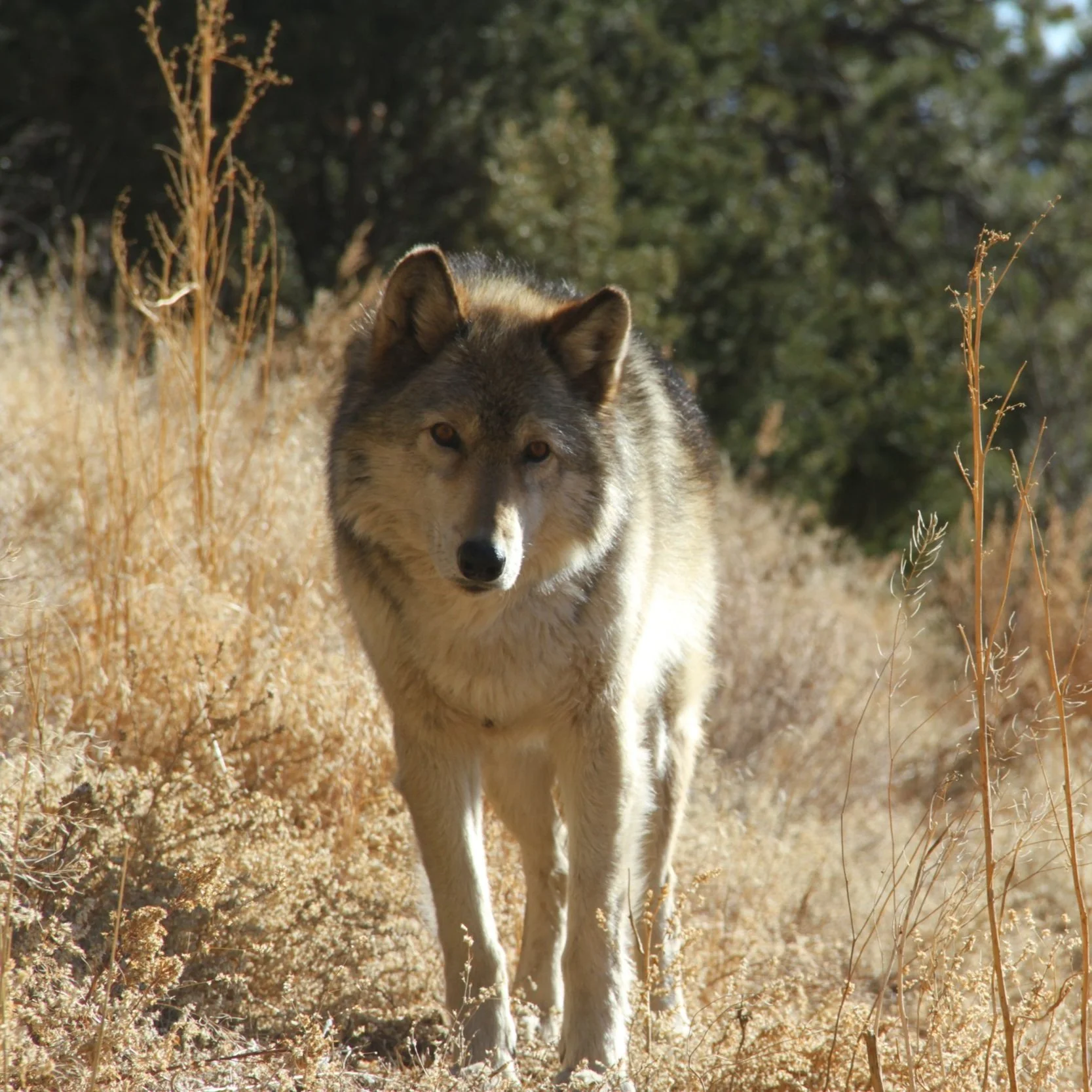 Resident Wolves — Mission:Wolf