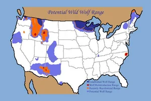 Brief History of Wolves in the Wild — Mission:Wolf