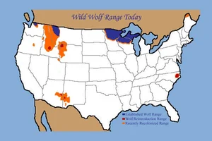 Brief History of Wolves in the Wild — Mission:Wolf